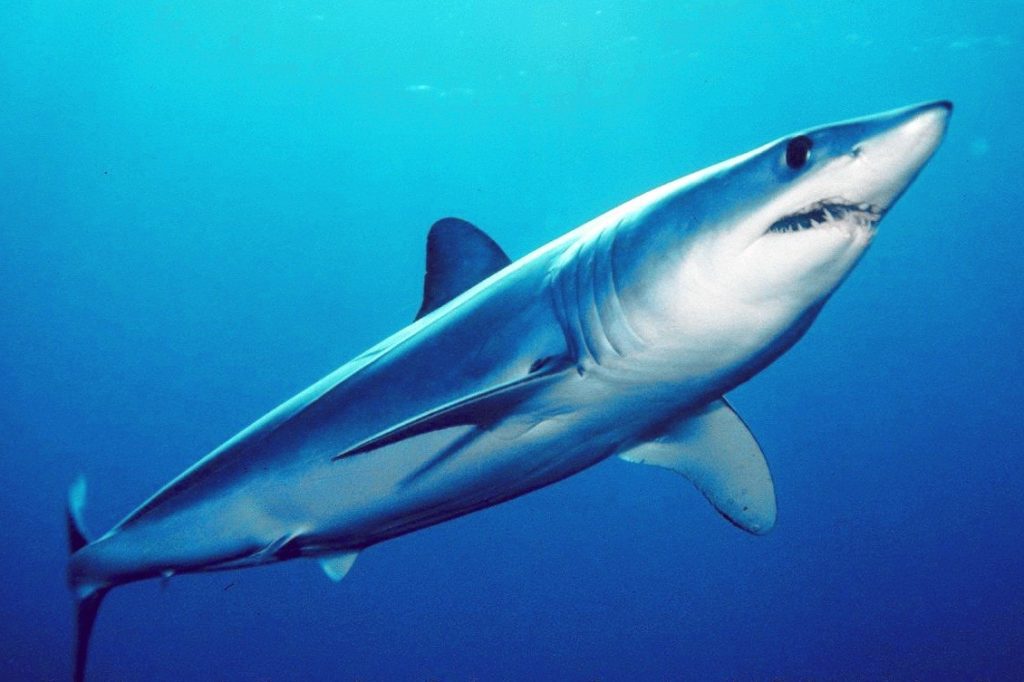 Sharks in the Gulf of Mexico & Texas: Full List | Texas Daily Enterprise